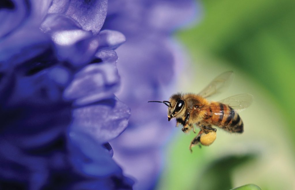 The Plight Of The Honeybee - Monroe Life