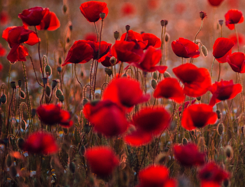 Corn Poppies - Monroe Life